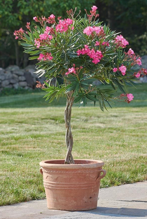 Oleander Calypso Pink Tree – Hilltop Nursery